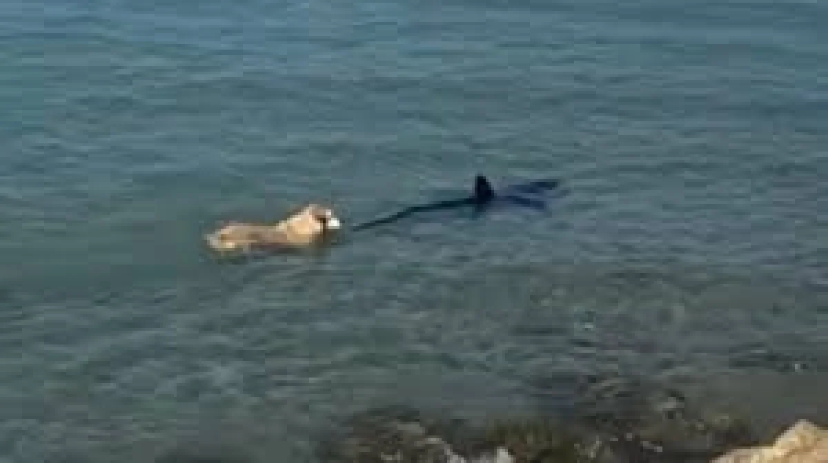 Viral: un insólito encuentro entre un perro y un tiburón sorprende en ...