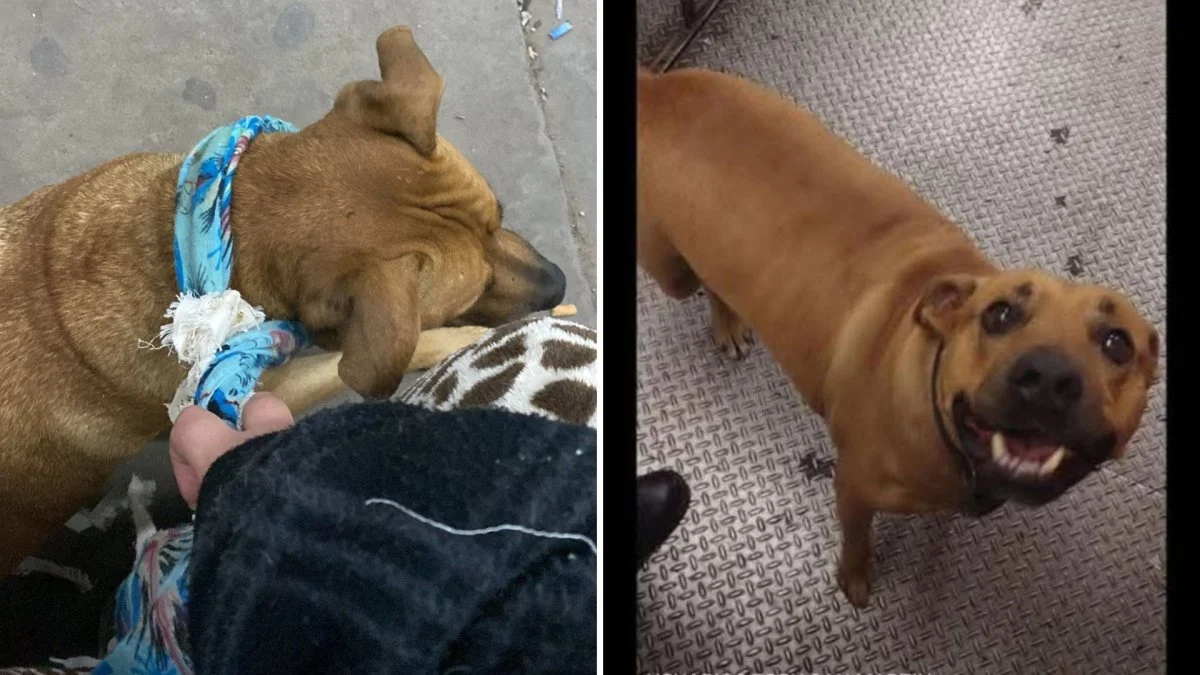 Gracias a usuarios del Tren San Martín, Roco se reencontró con su dueña ...